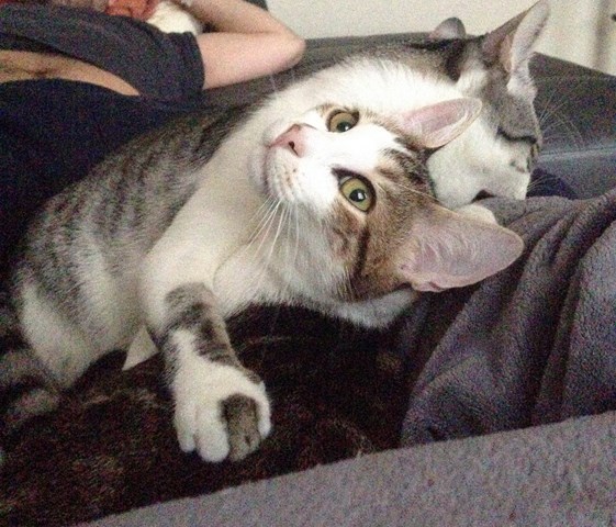 Chats_perdus