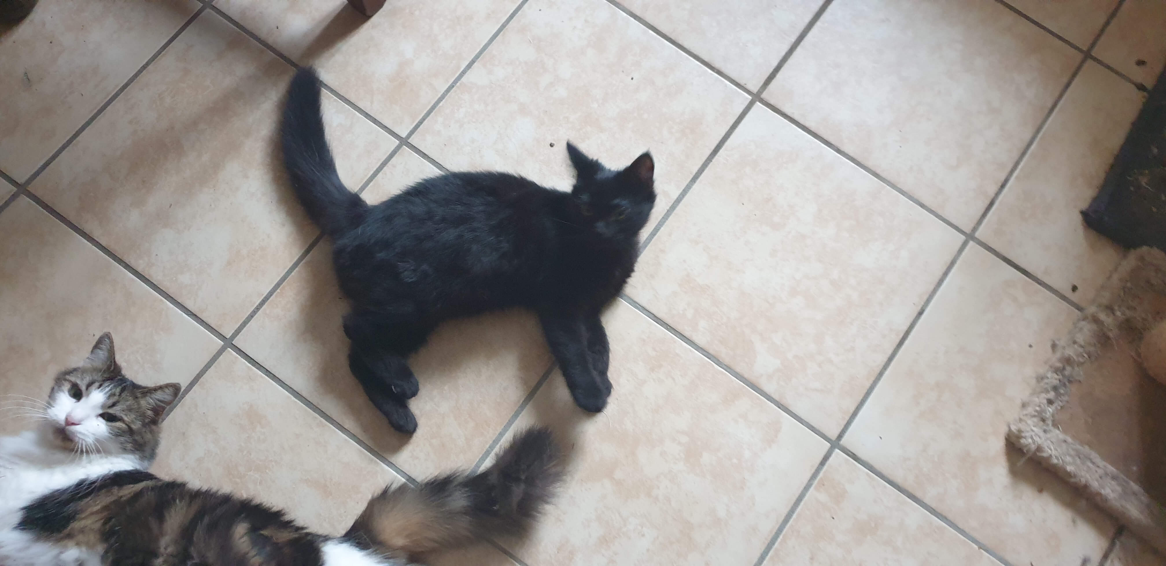 Chats_perdus