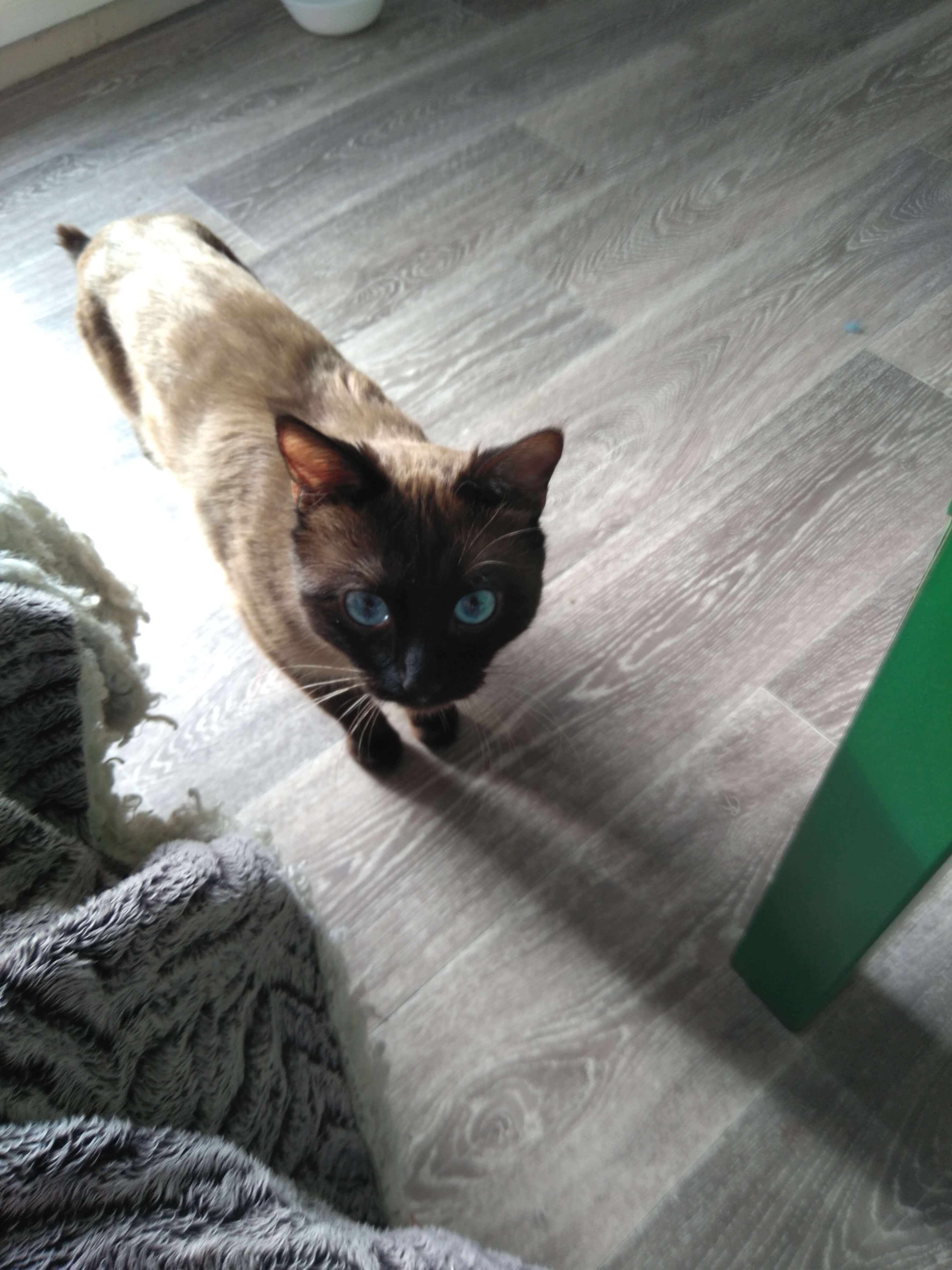 Chats_perdus