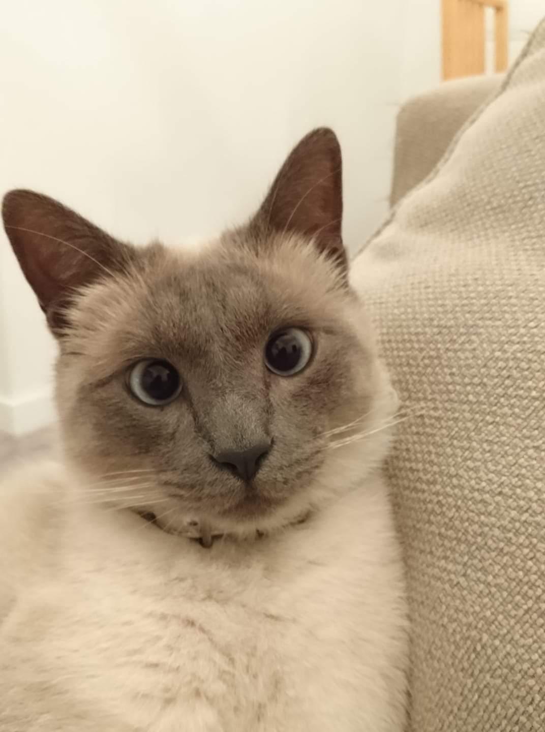 Chats_perdus