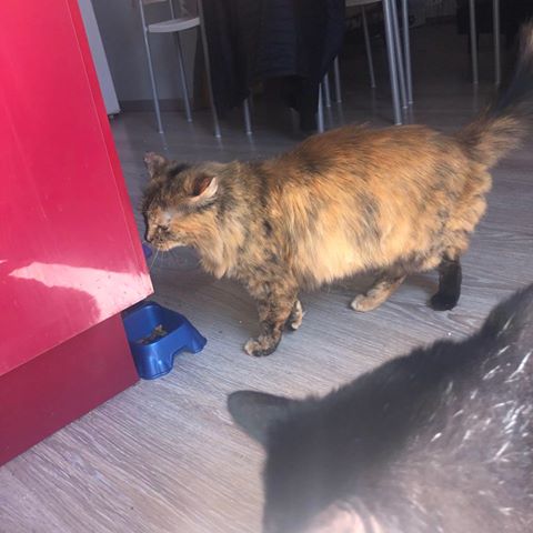 Chats_perdus