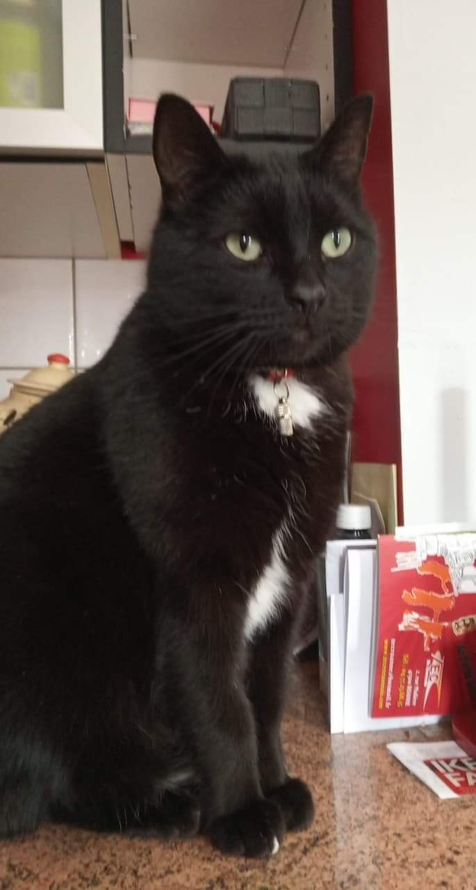 Chats_perdus
