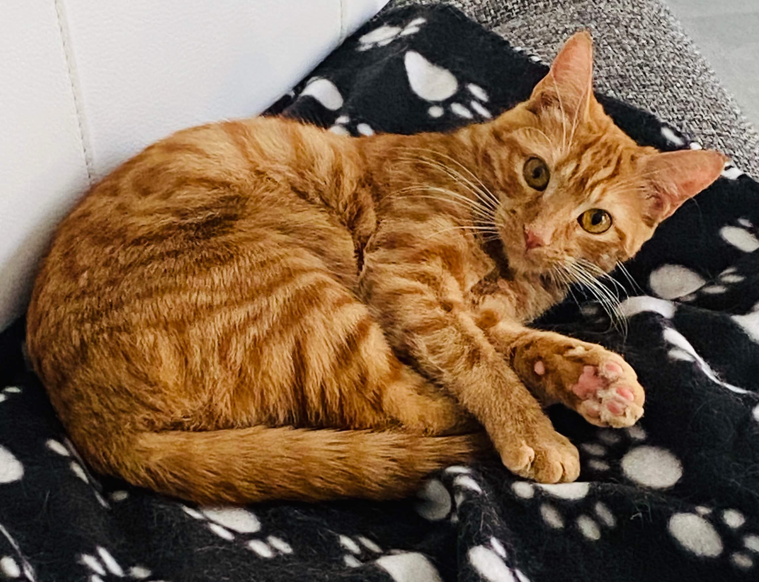Chats_perdus