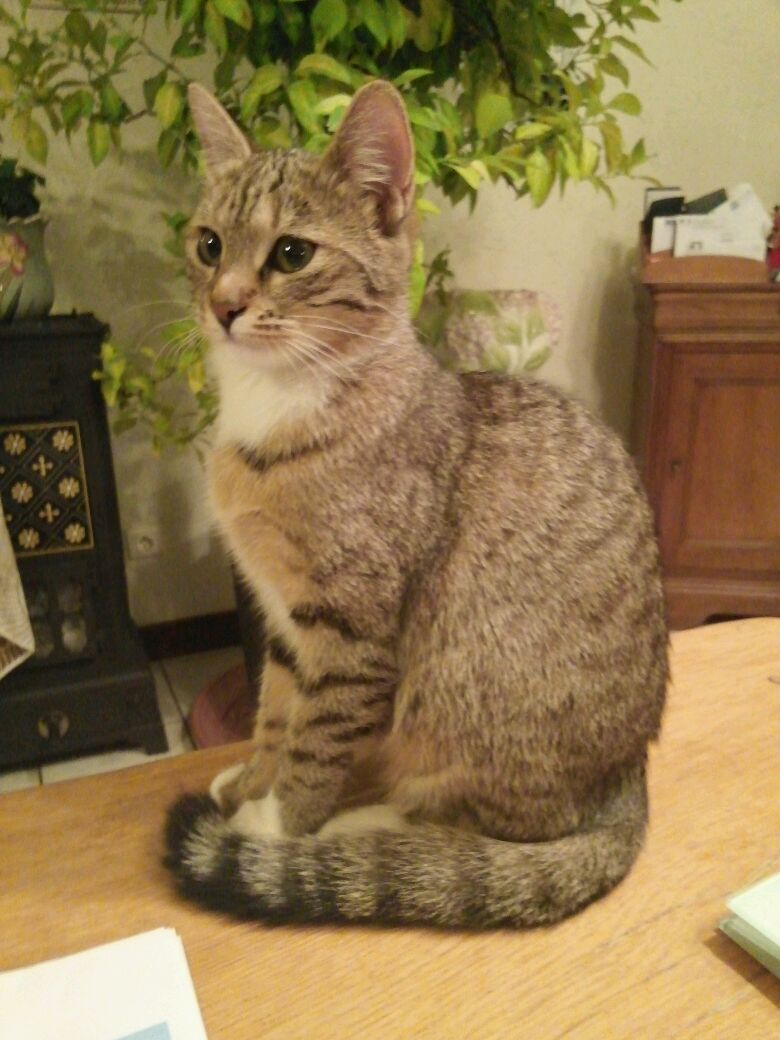 Chats_perdus