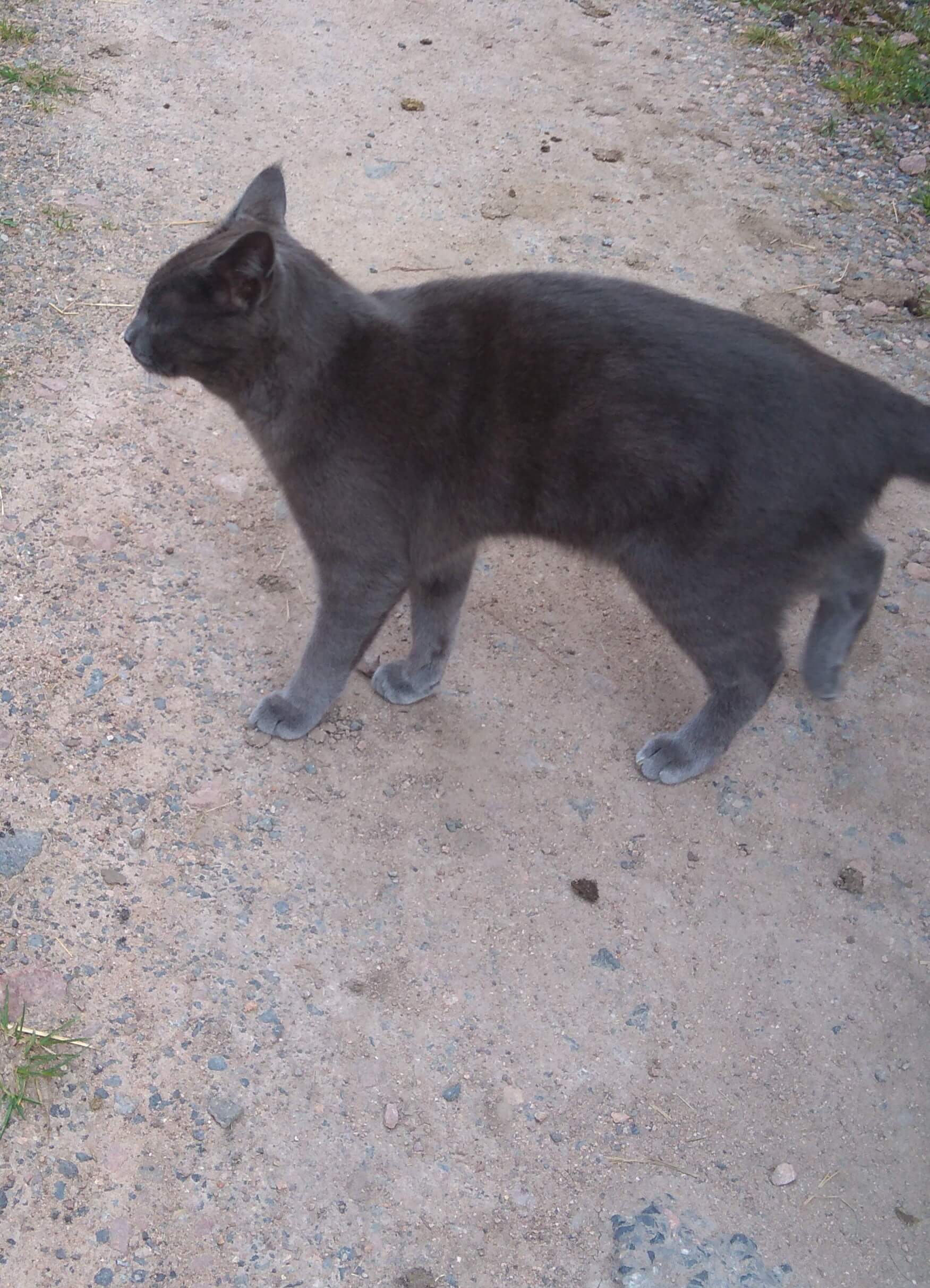 Chats_perdus