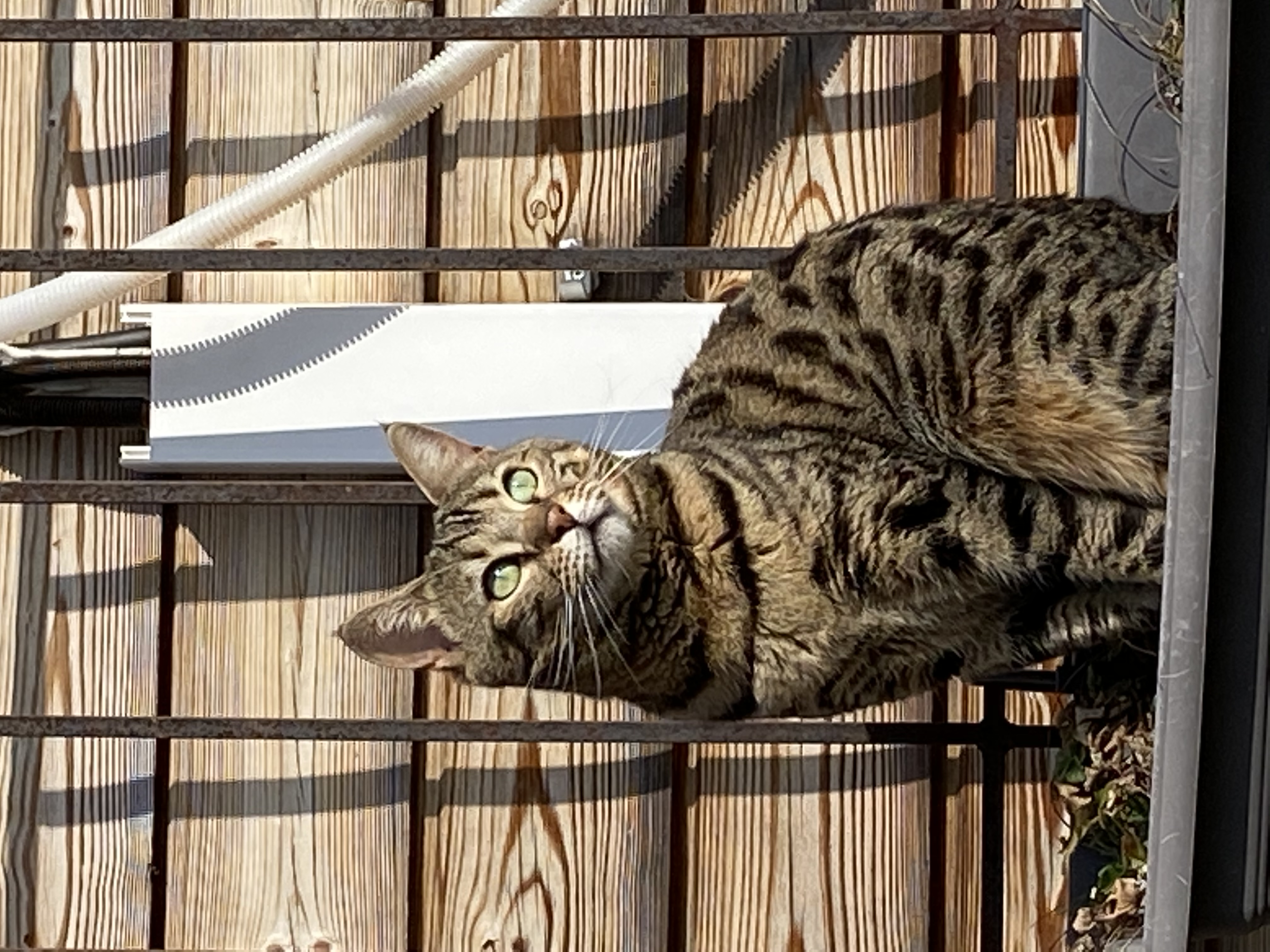 Chats_perdus