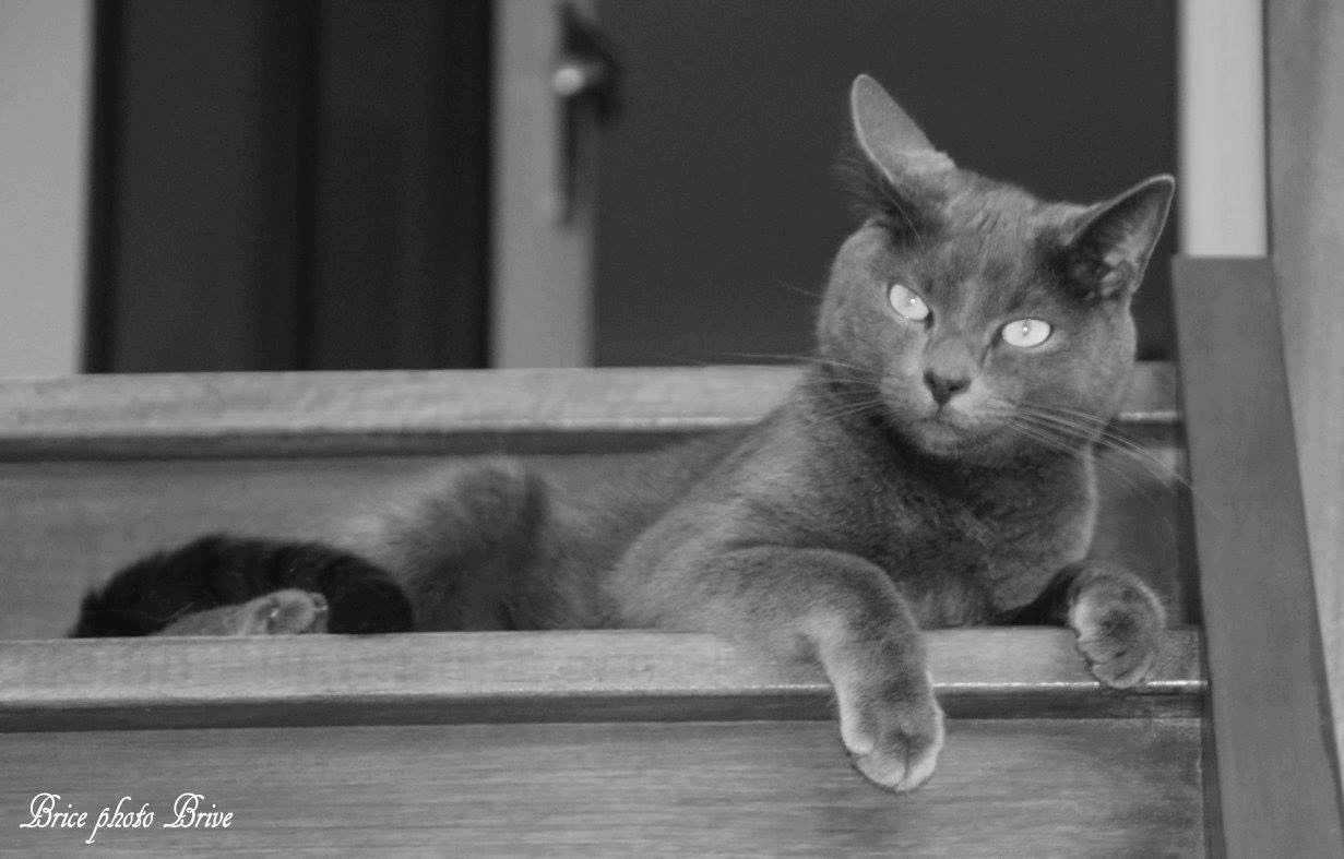 Chats_perdus