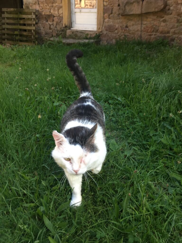 Chats_perdus