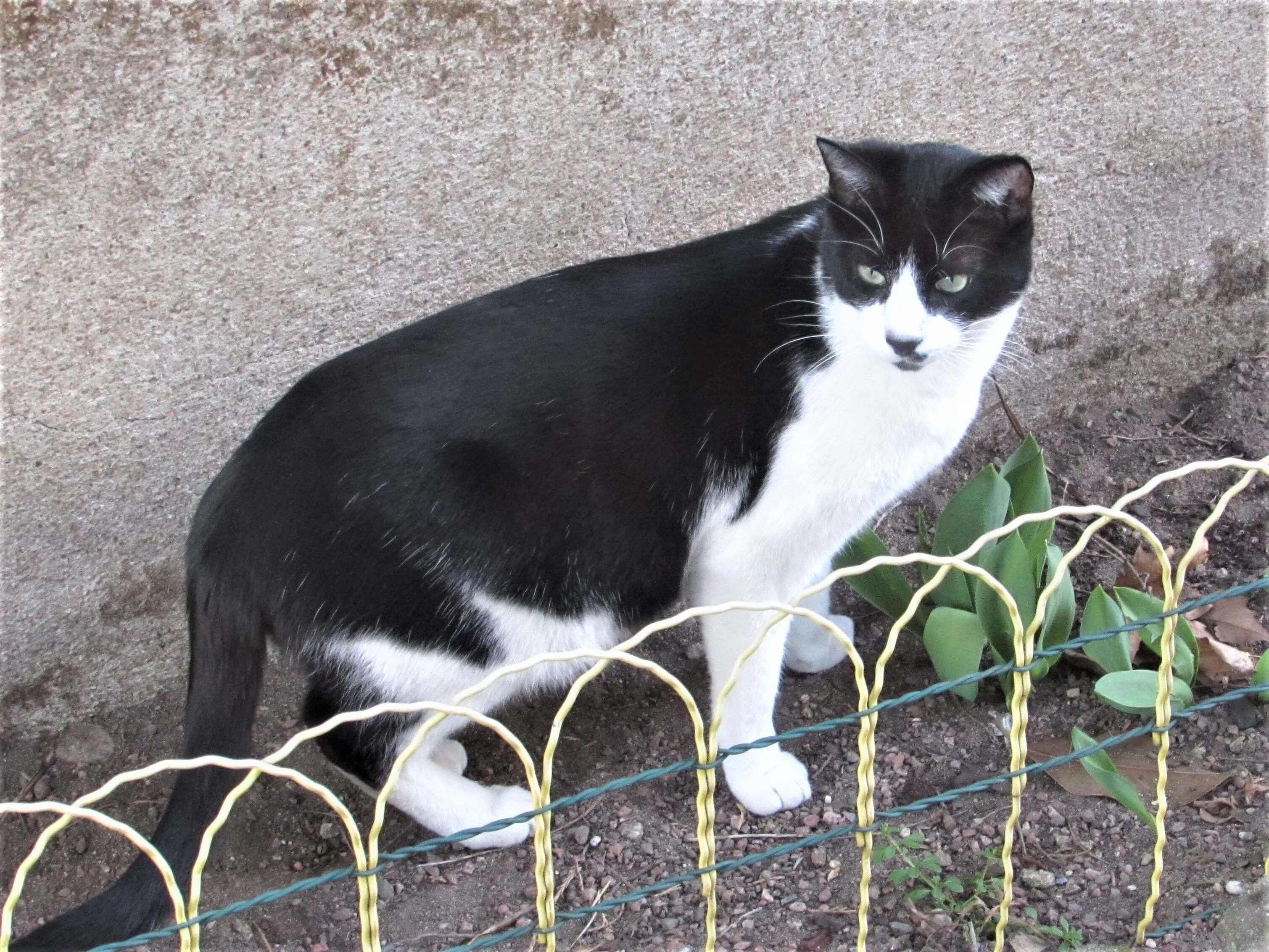 Chats_perdus
