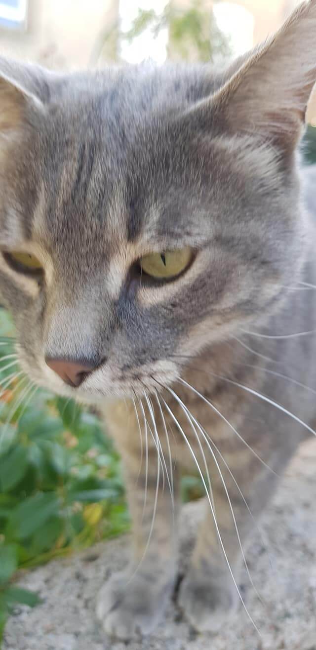Chats_perdus