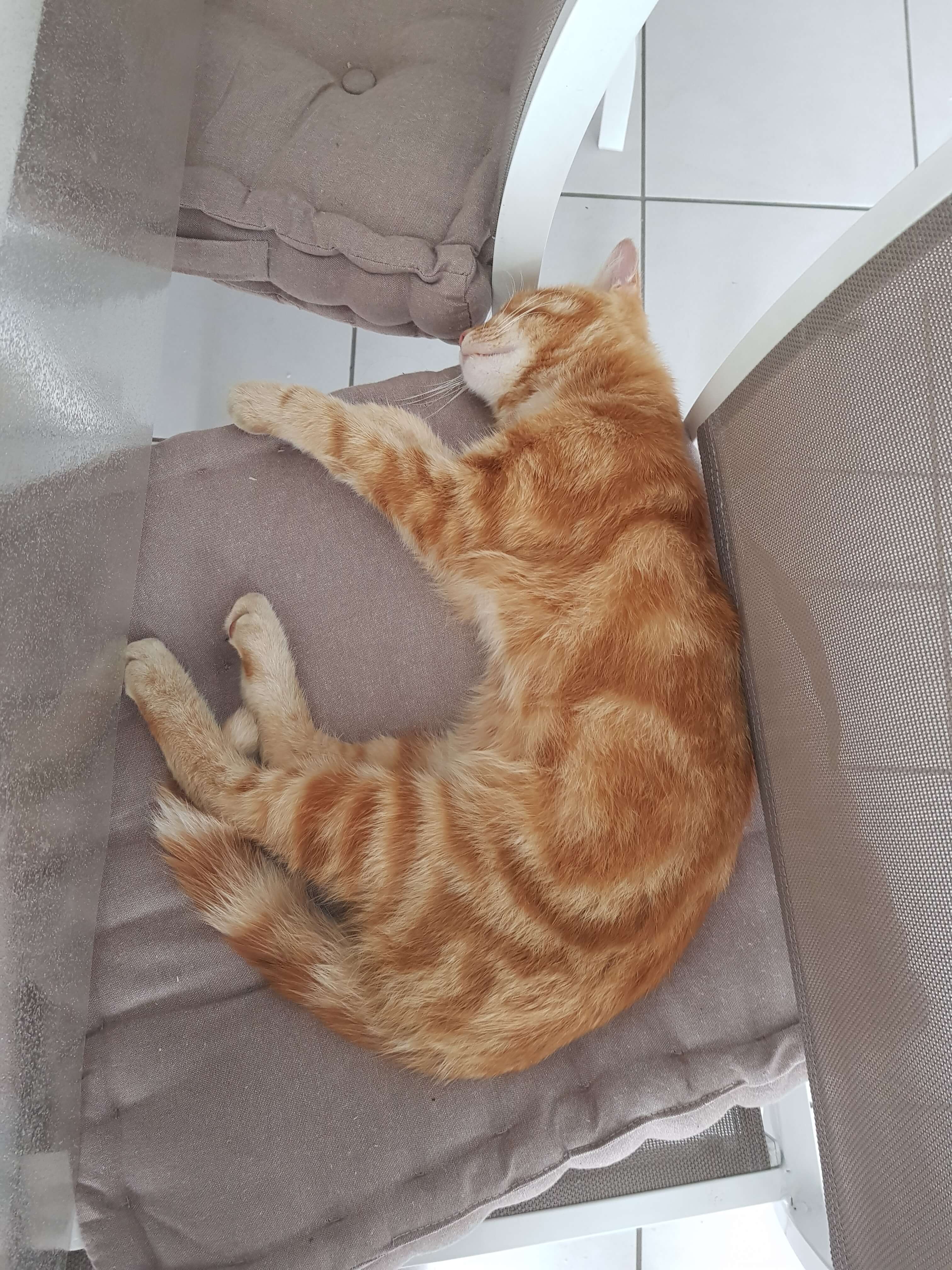 Chats_perdus