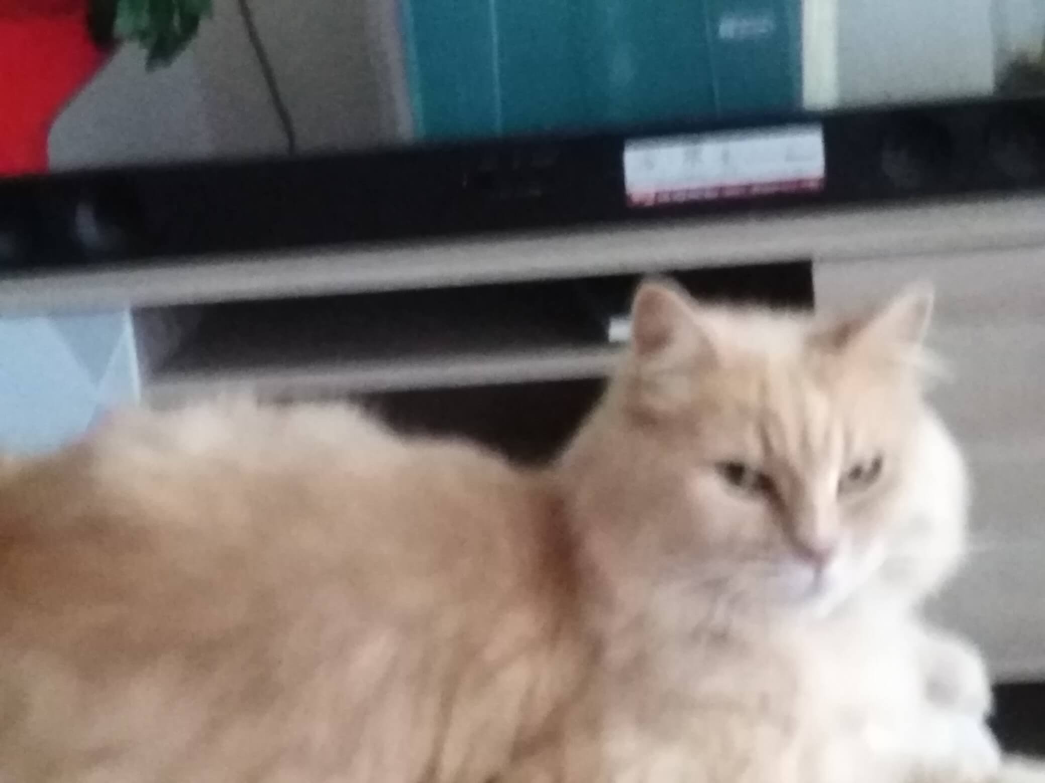 Chats_perdus