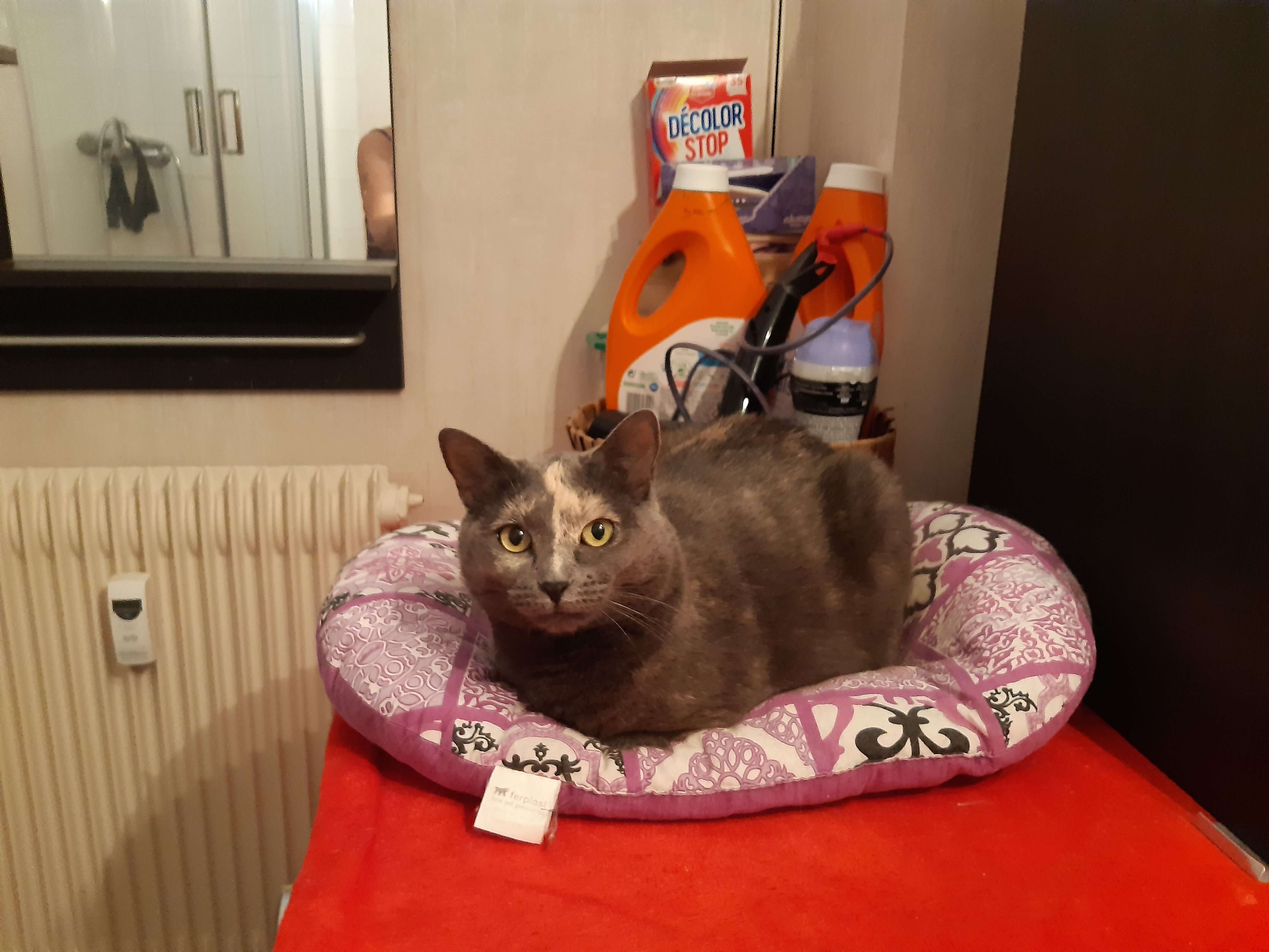 Chats_perdus