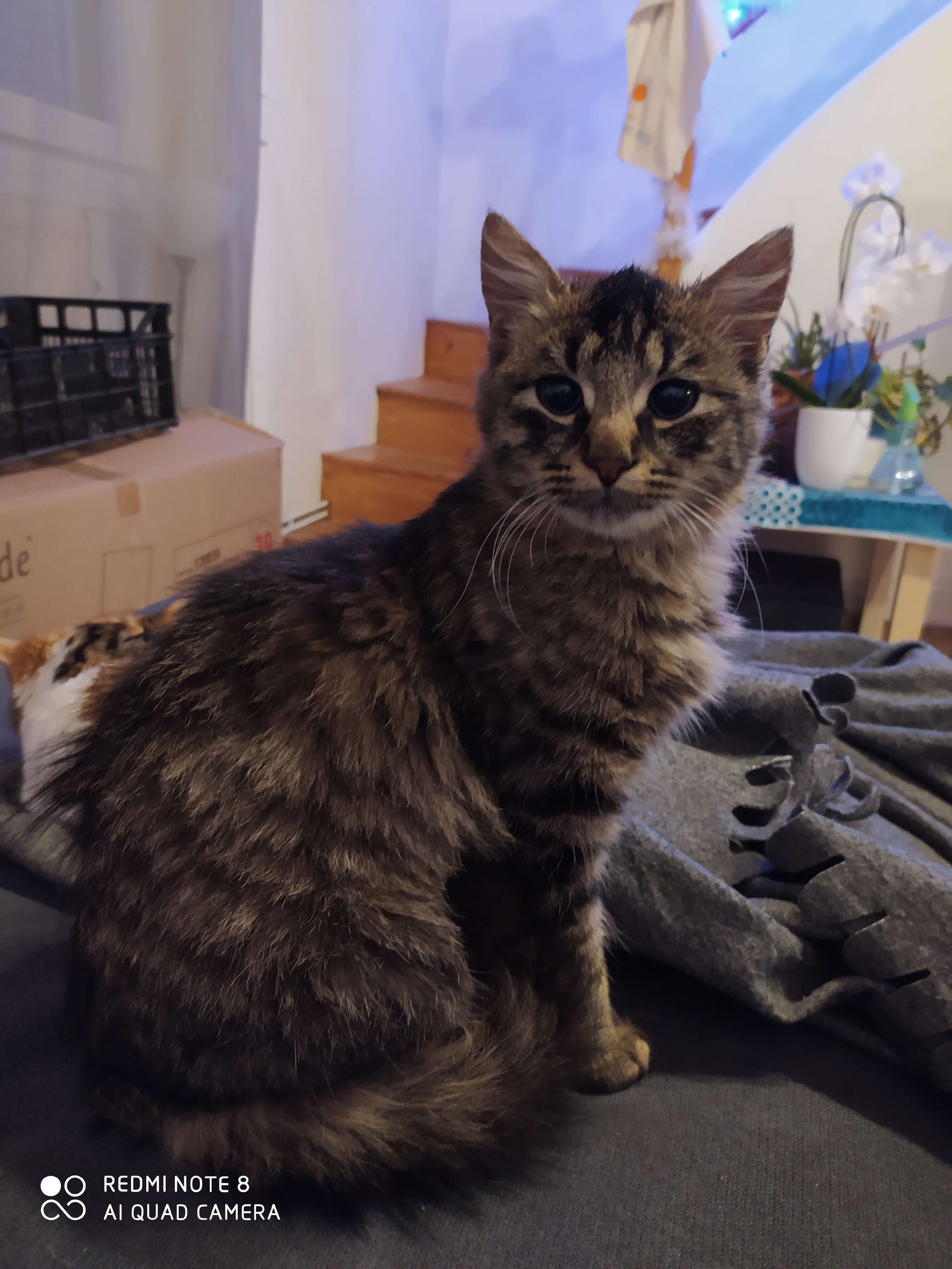 Chats_perdus
