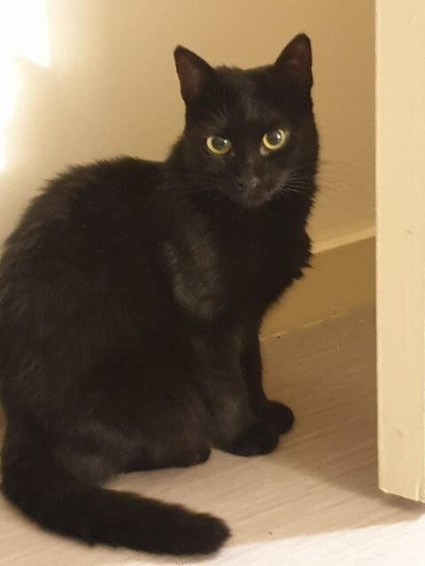Chats_perdus
