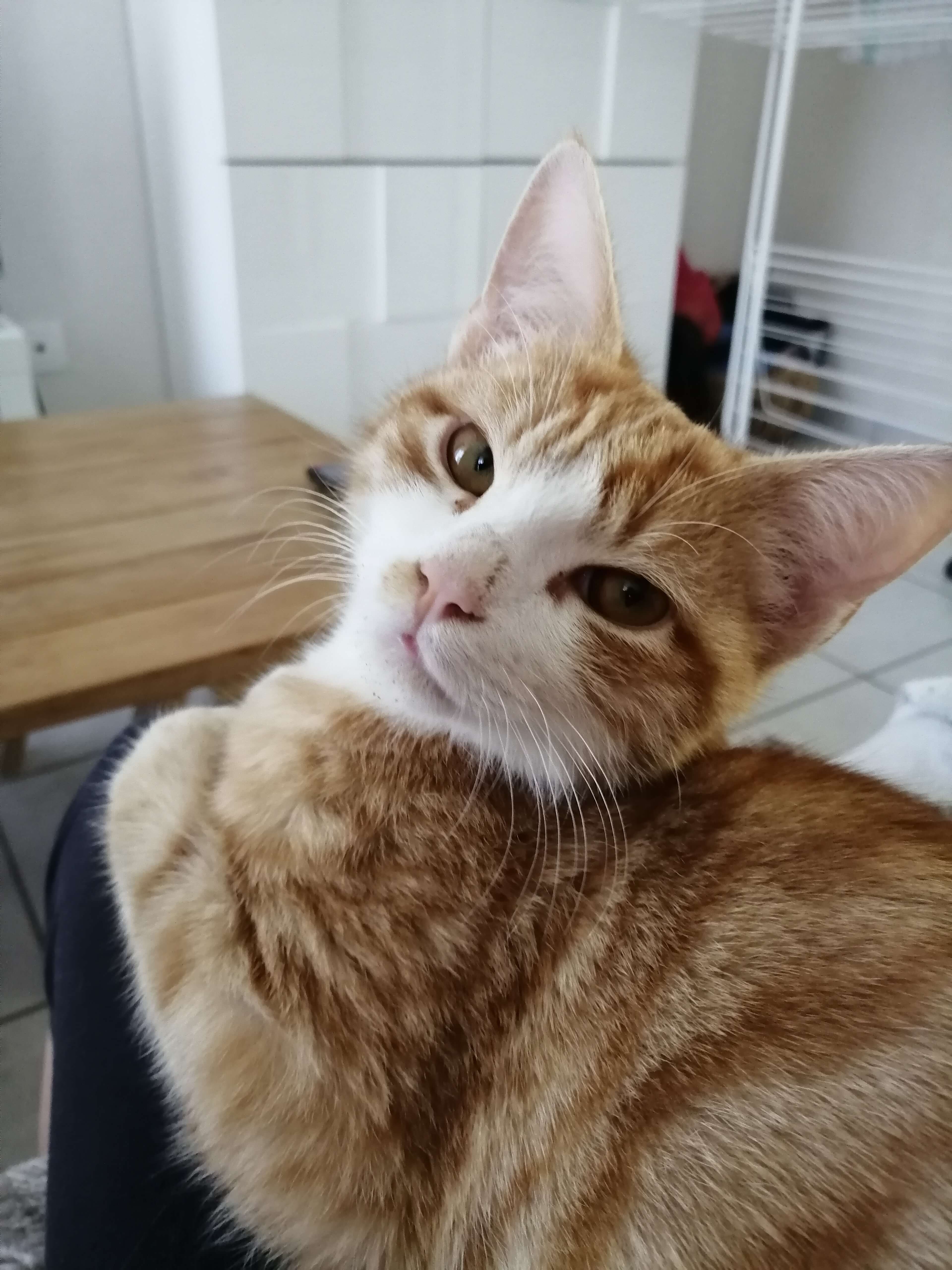 Chats_perdus