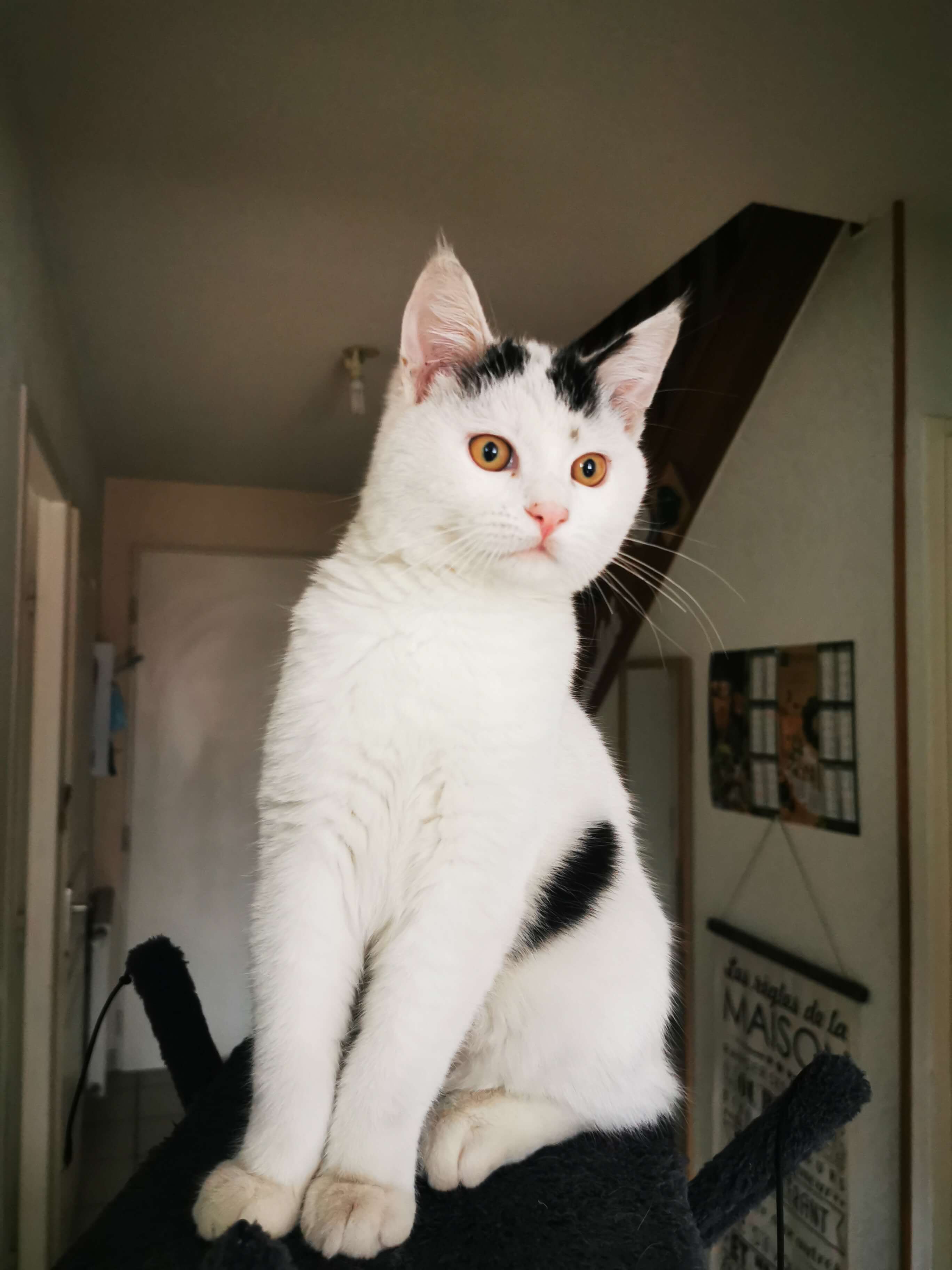 Chats_perdus