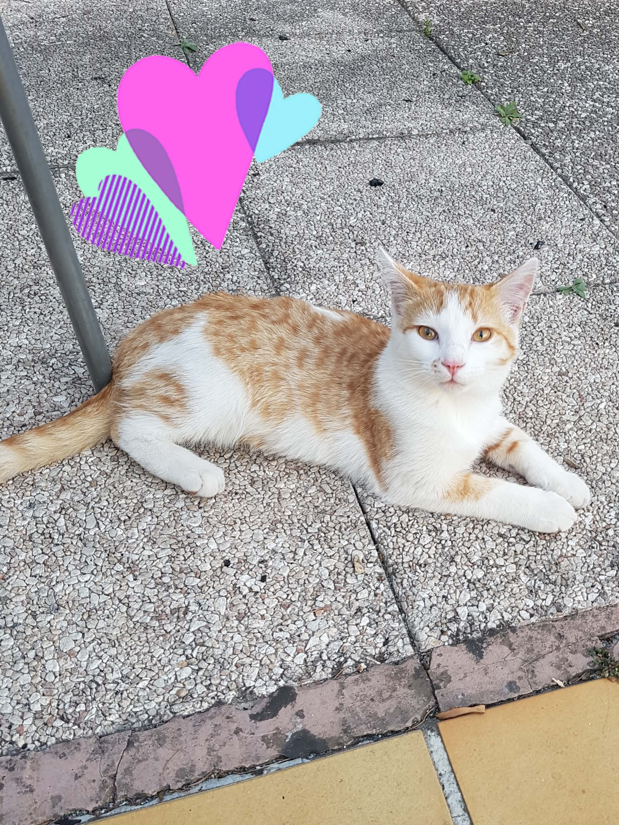 Chats_perdus