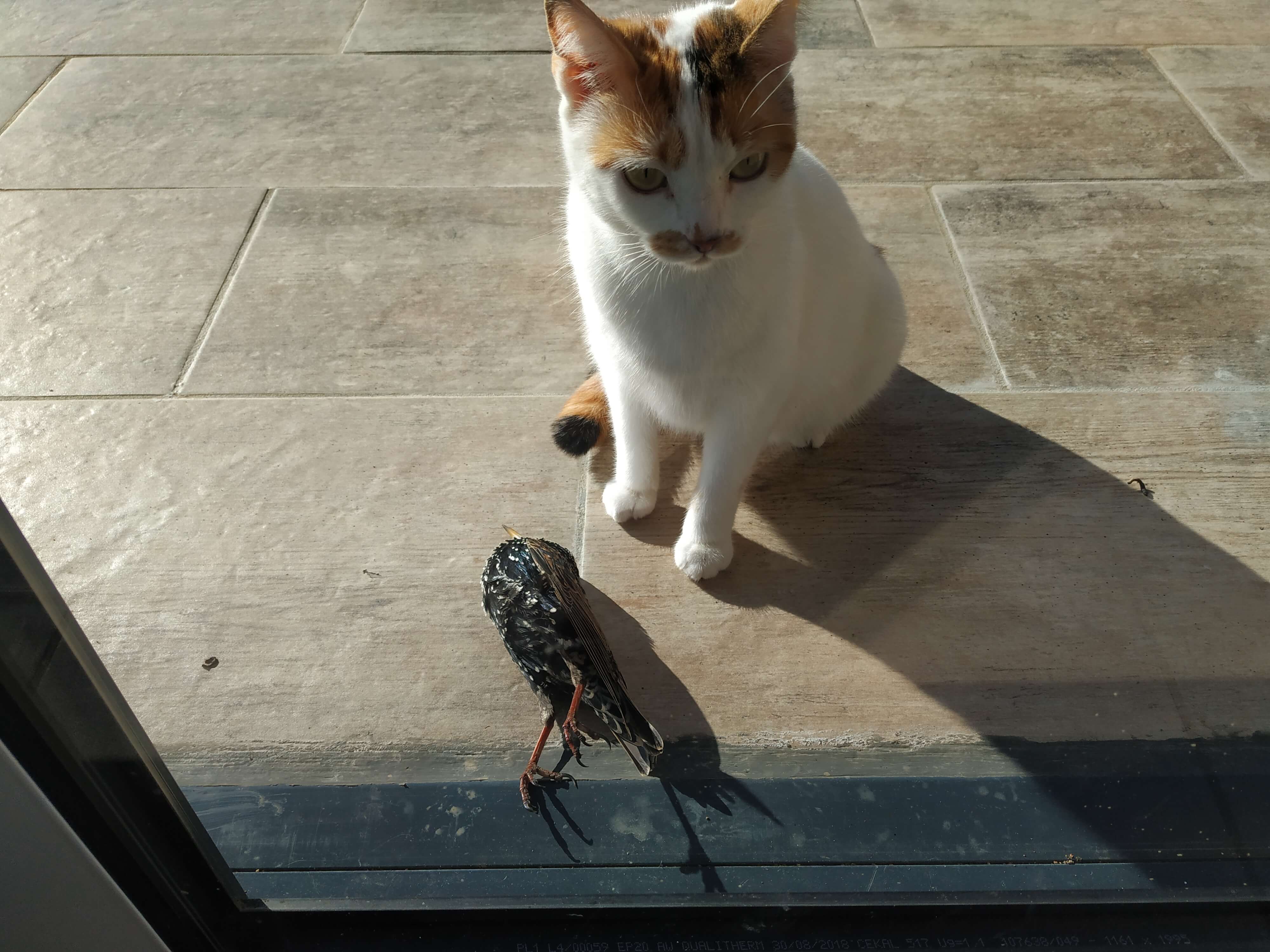Chats_perdus