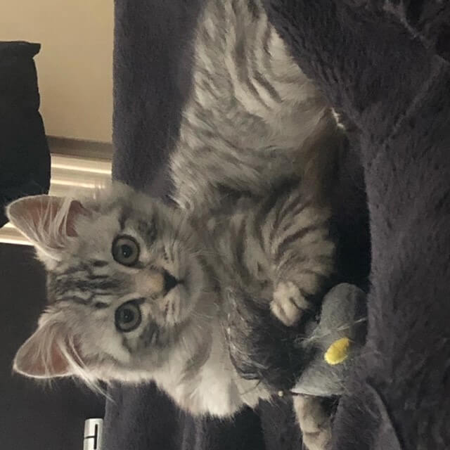 Chats_perdus