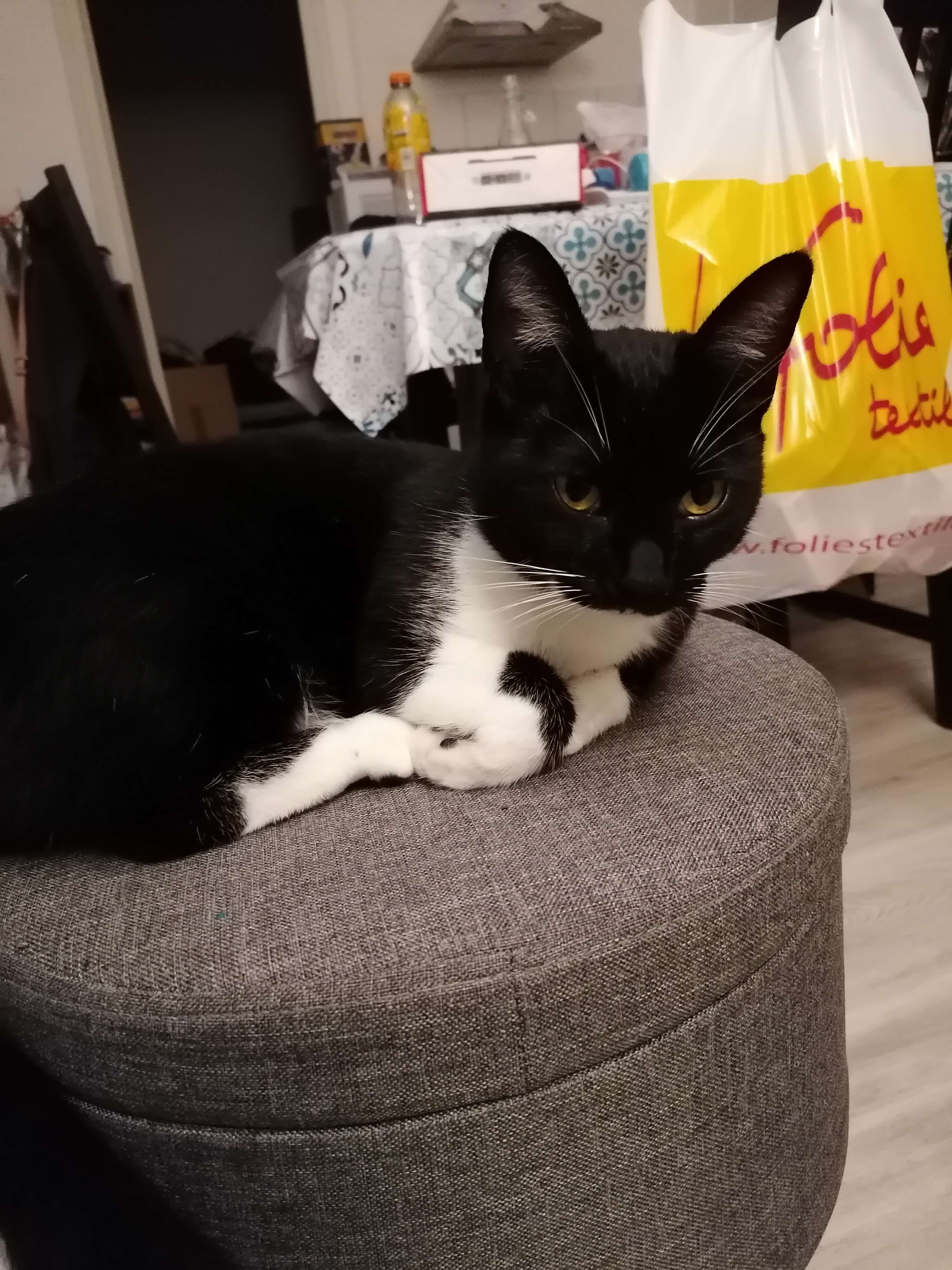Chats_perdus