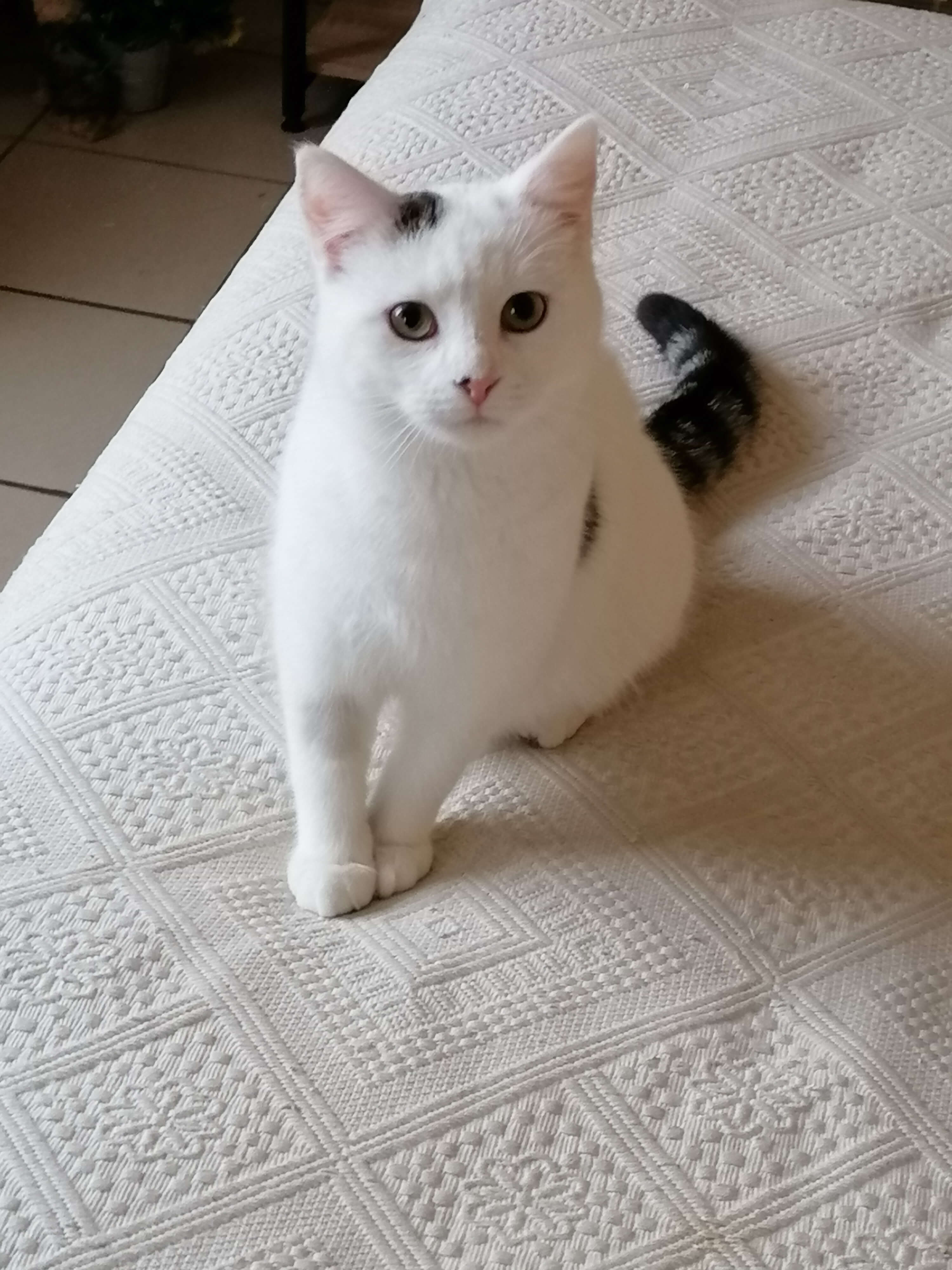 Chats_perdus