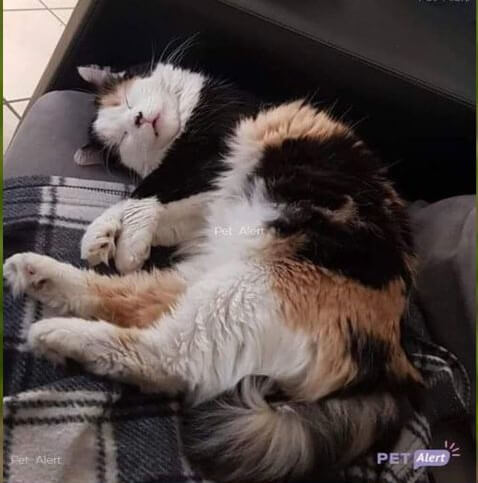 Chats_perdus