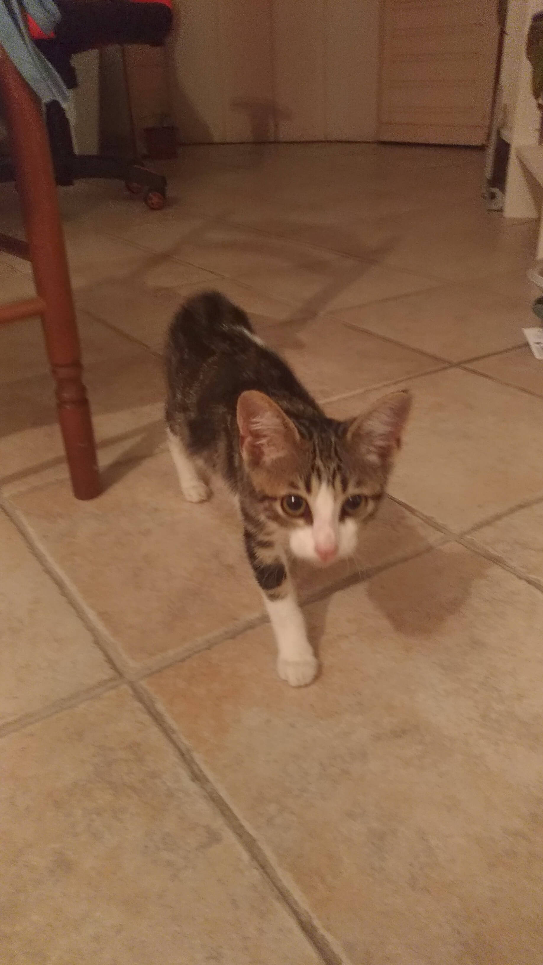 Chat Trouve 59